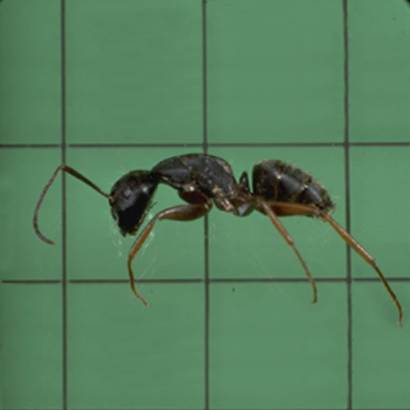 Carpenter Ant | Pest Exterminator Services