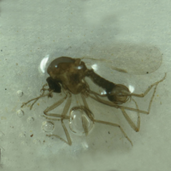 no-see-ums | Pest Exterminator Services