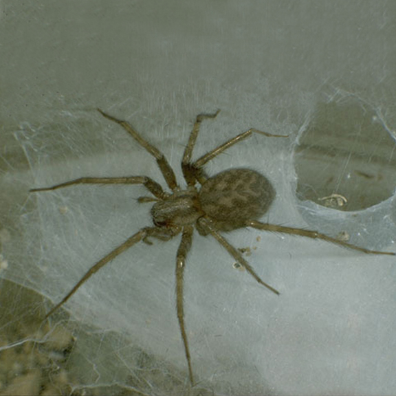 Domestic House Spider | Pest Exterminator Services