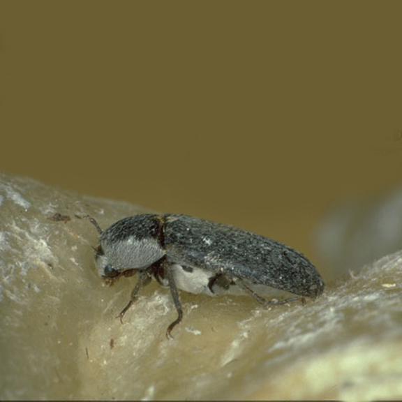 Hide Beetle | Pest Exterminator Services